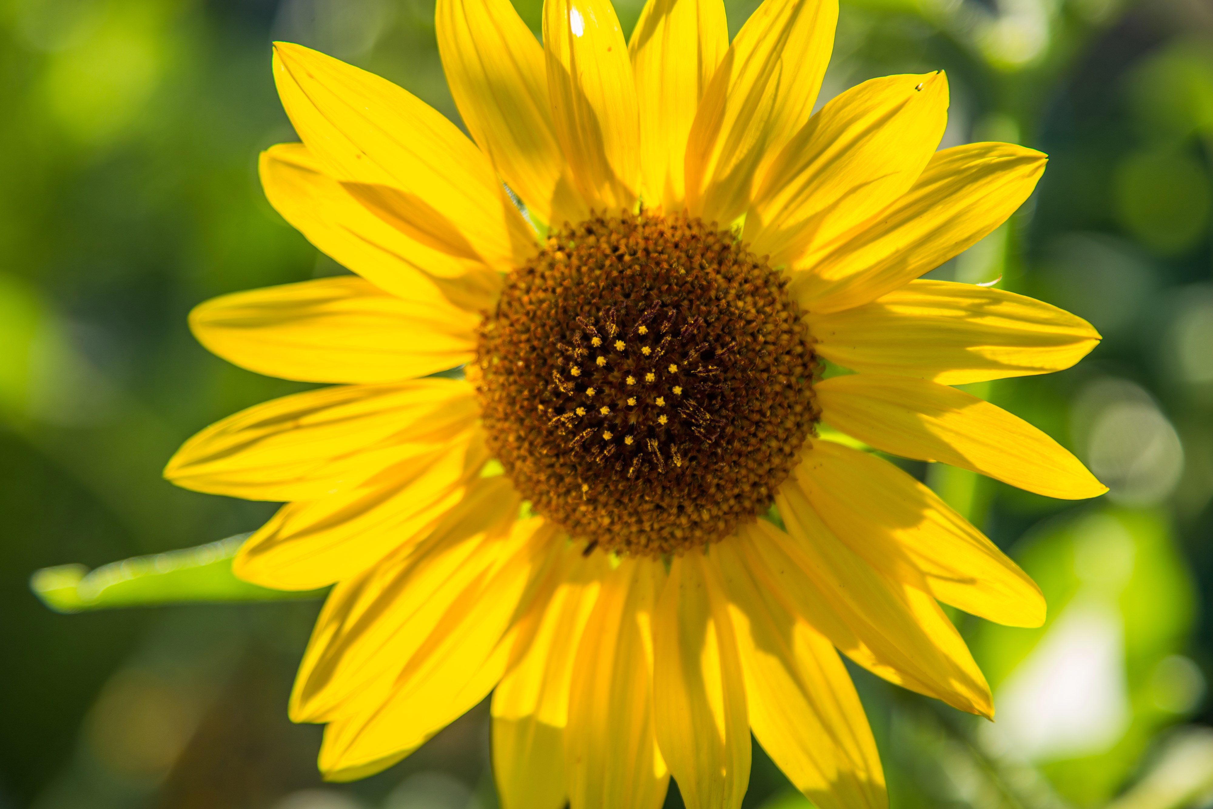 Research Support - Library | Lewis-Clark State